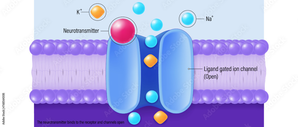 The neurotransmitter binds to the receptor. Channels open. Chemical ...