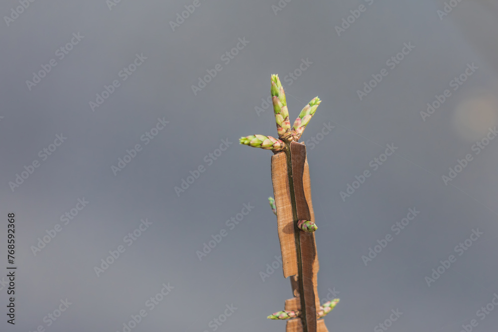 Sprout of the Burning bush spindletree. winged spindle, winged euonymus ...