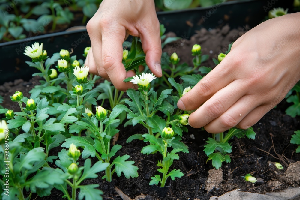 hands separating young chrysanthemum seedlings for planting Stock Photo ...