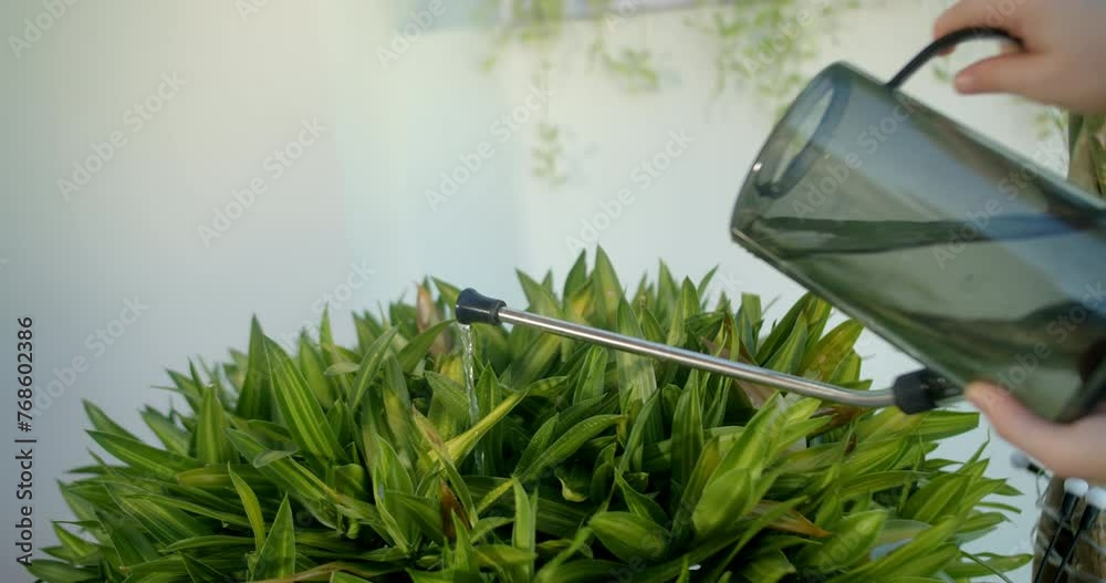 Back view of child is watering a potted indoor plant, taking care of ...