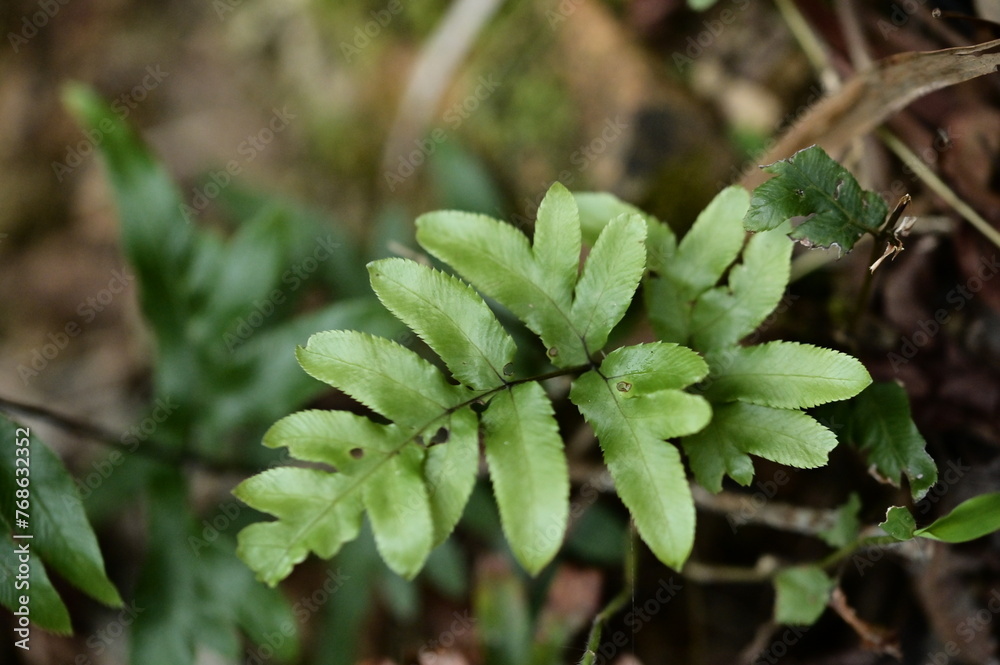 Amidst the mountain's dark palette, vibrant new fern shoots emerge on ...