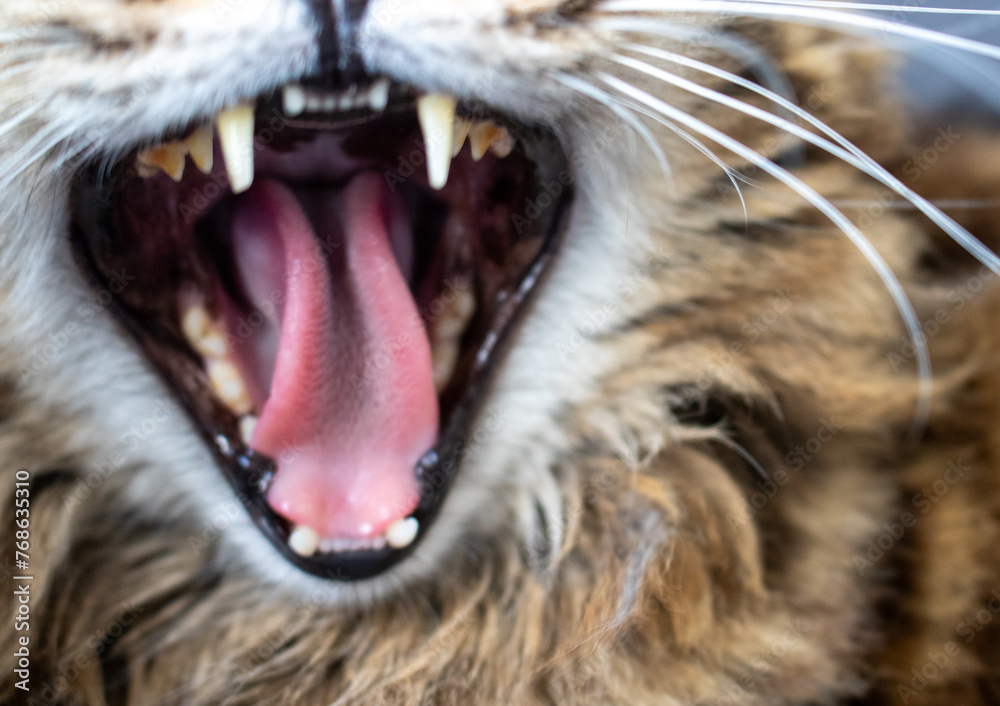 Close-Up of Cat's Mouth: An Exploration of Feline Dental Anatomy Stock ...