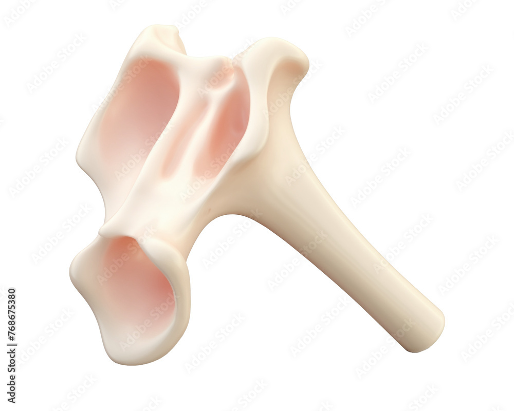 Bone marrow, single object ,3D illustration isolated on white ...
