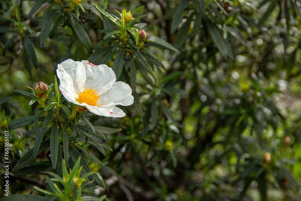 Rock rose, cistus ladanifer, in full bloom with five wide white petals ...