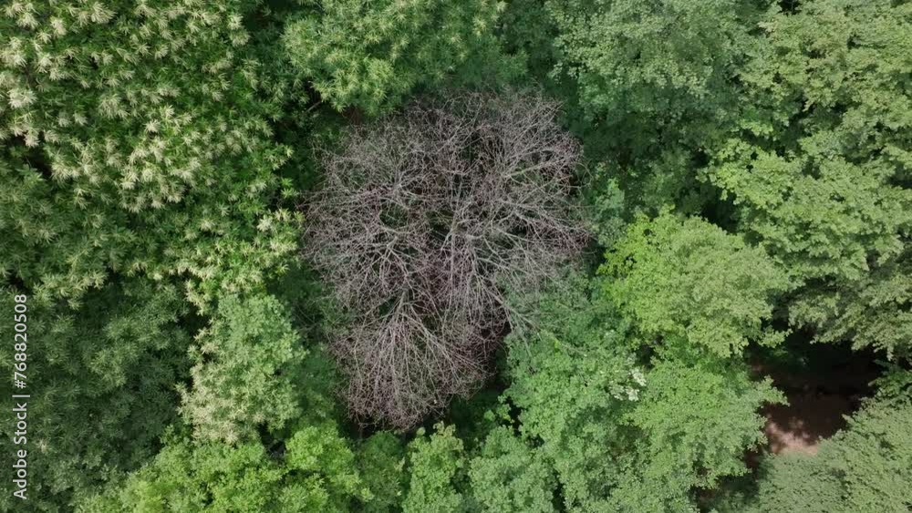 From an aerial perspective, a drone rises to show a stark, bare tree ...