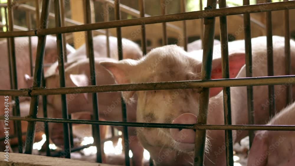 Big breeder pig in a cage on a pig farm, Pig Breeding farm in swine ...