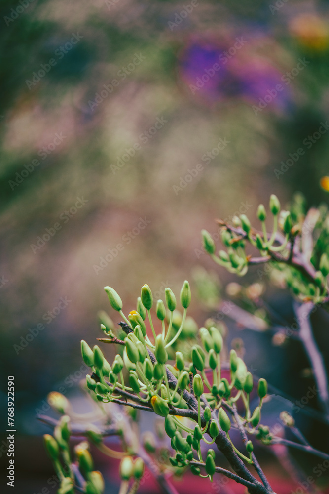 called "mountain Ochna integerrima". In the Central Highlands, mountain ...