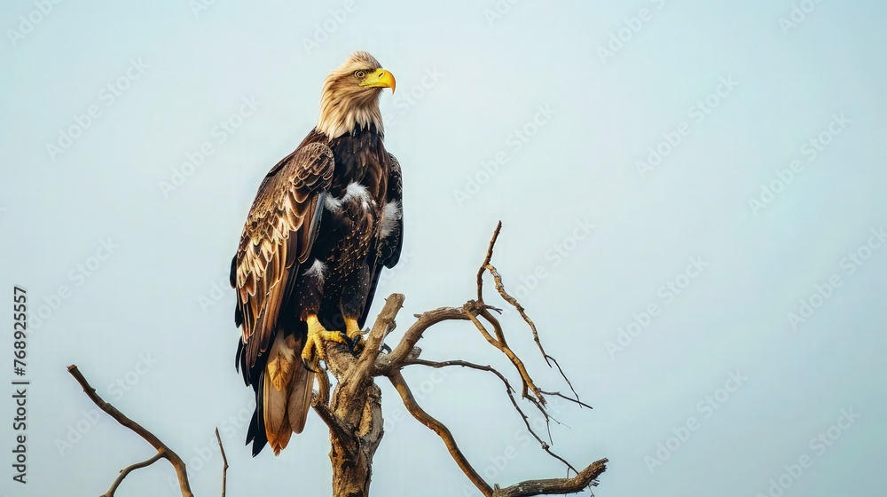 A majestic eagle perched atop a barren tree, its feathers disheveled ...