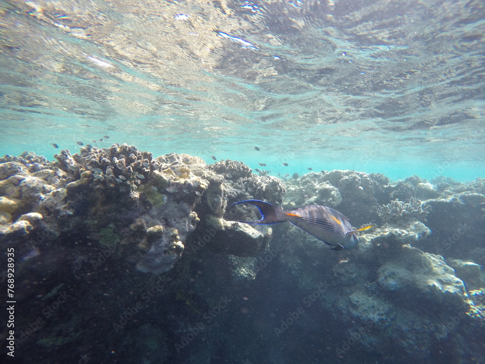 sohal surgeonfish or sohal tang, is a species of marine ray-finned fish ...