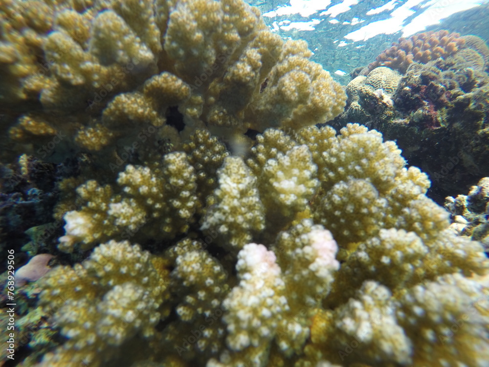 Pocillopora verrucosa, commonly known as cauliflower coral, rasp coral ...