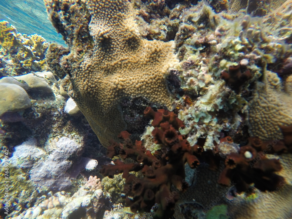 Tubastraea micranthus, commonly known as the black sun coral, and ...
