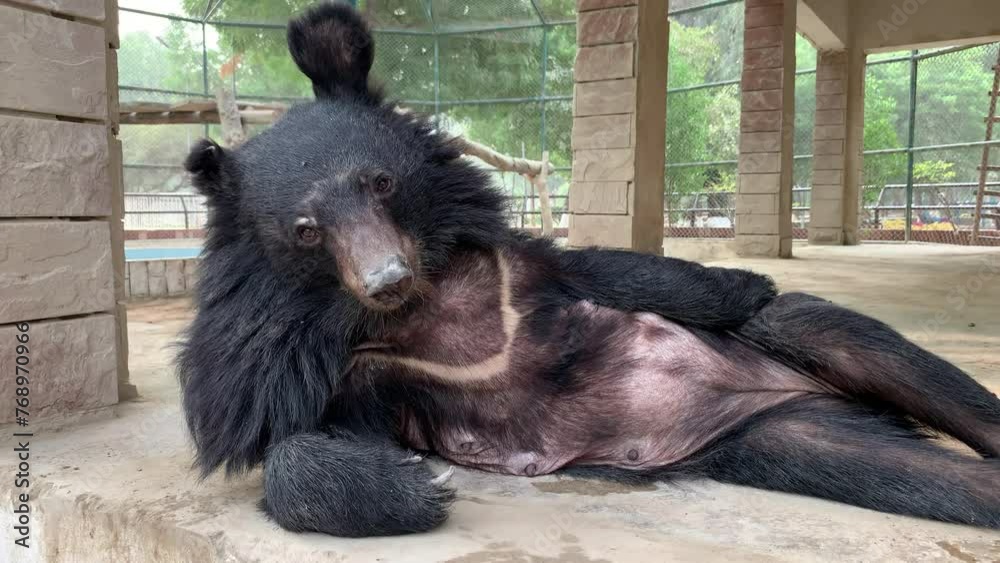 Beautiful Female Black Bear In DG Khan Zoo. Asiatic black bear or ...