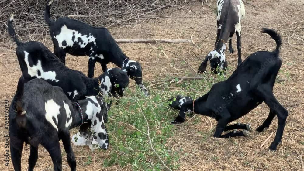 Goat Farm. Goats eating grass in farm. Goats running around at a goats ...
