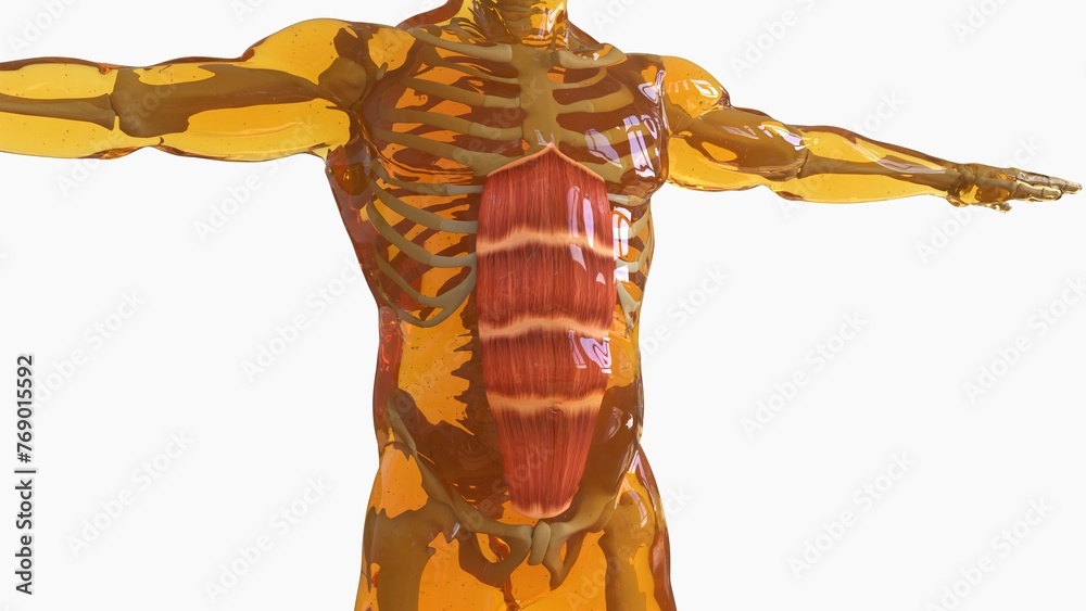Rectus Abdominis Muscle anatomy for medical concept 3D rendering Stock ...