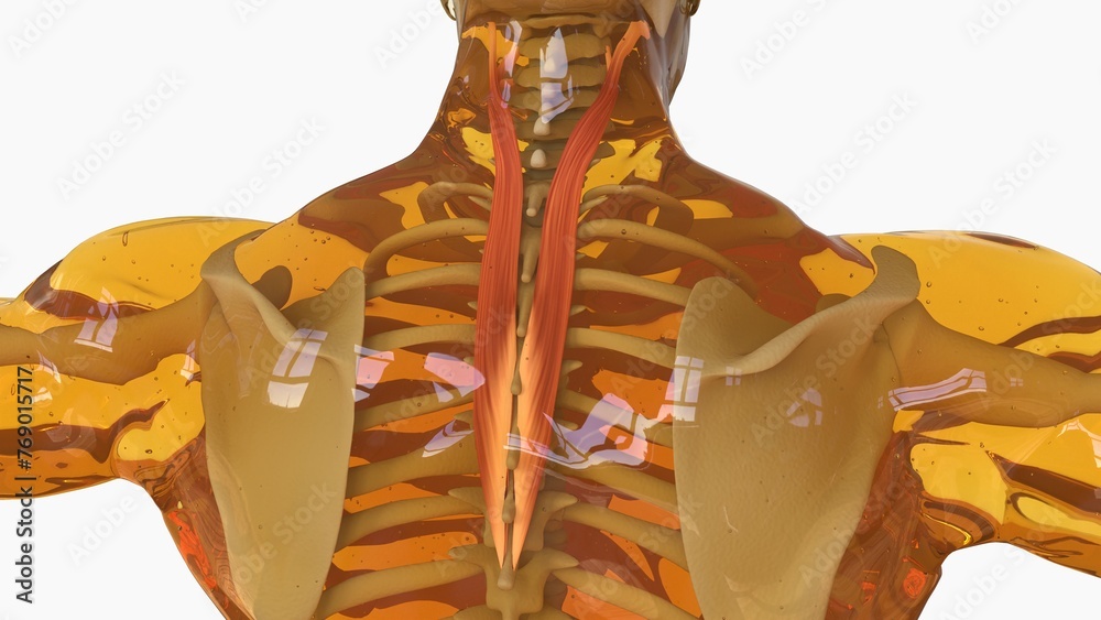 Splenius Cervicis Muscle anatomy for medical concept 3D rendering Stock ...