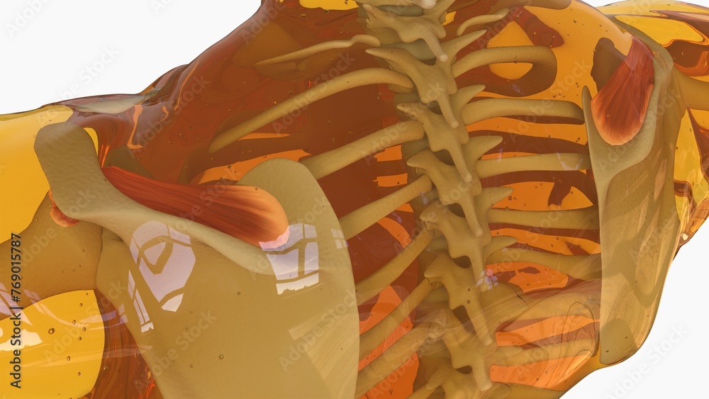 Supraspinatus Muscle anatomy for medical concept 3D rendering Stock ...