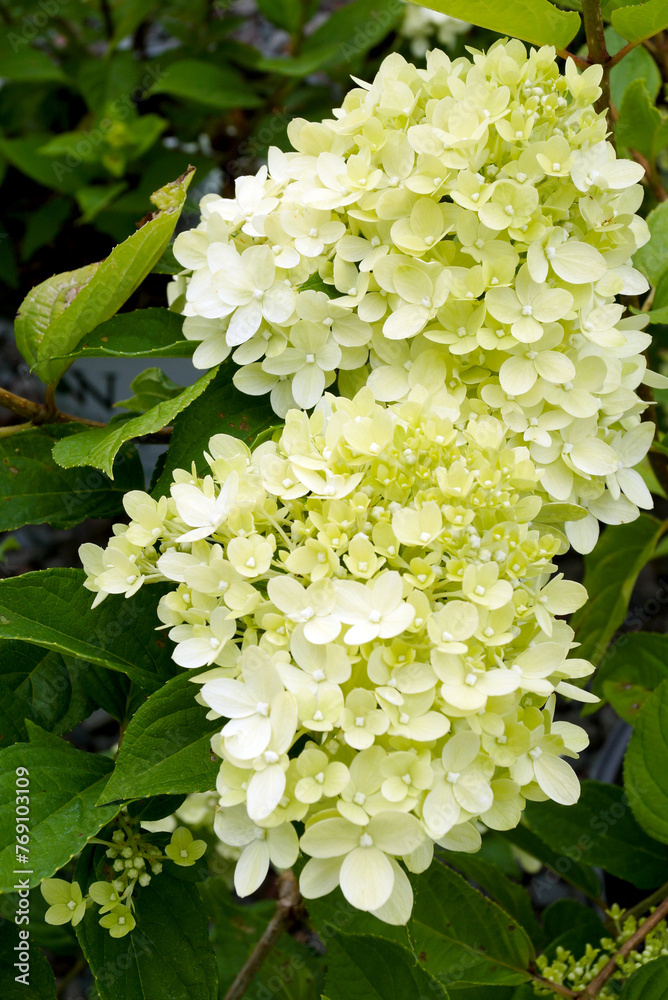 Closeup of the greenish flowers of Little Lime panicle hydrangea ...