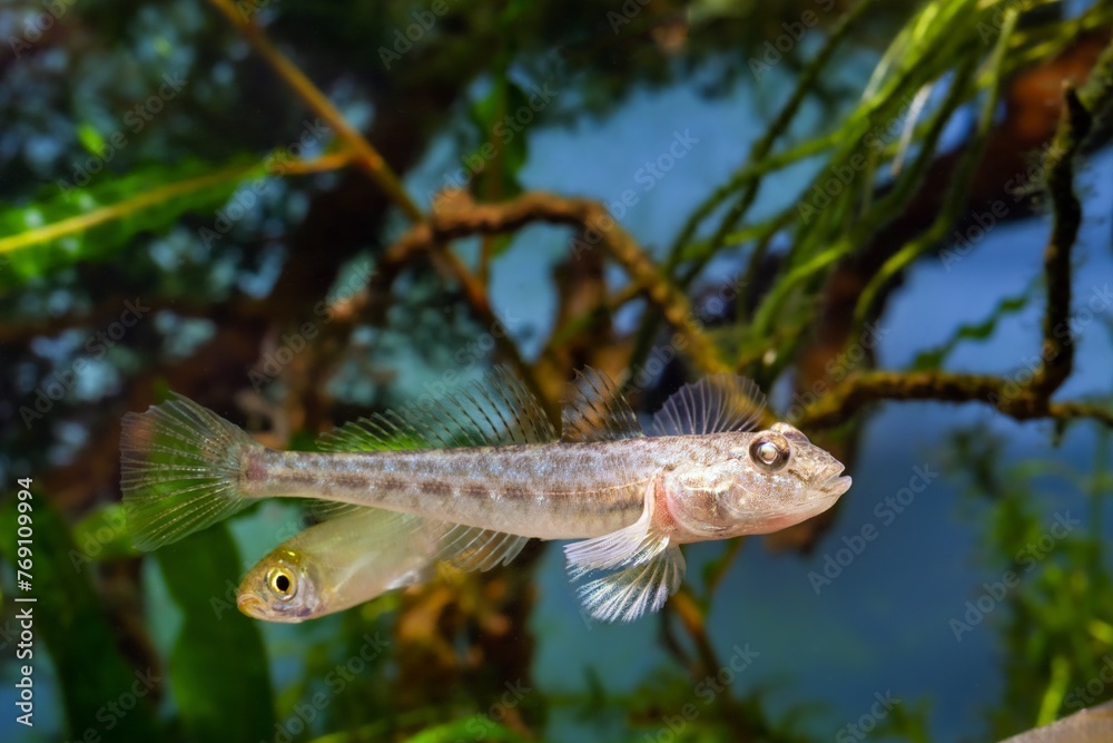 monkey goby, wild caught brackish fish spread fin and swim, Southern ...