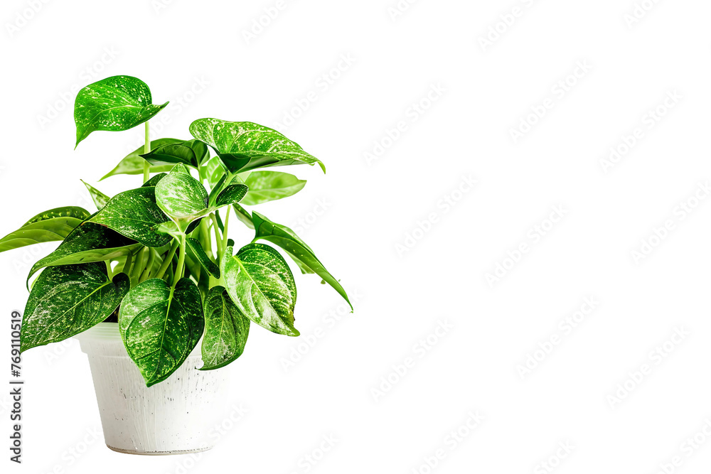 Scindapsus Plant in a Pot Isolated on Transparent Background Stock ...