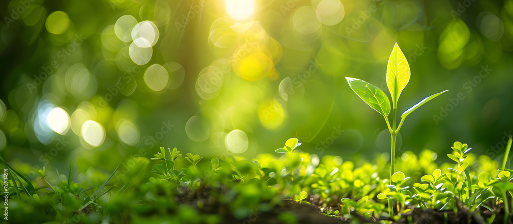 Sustainability background, Climate Change, Plant a tree, sustainable ...