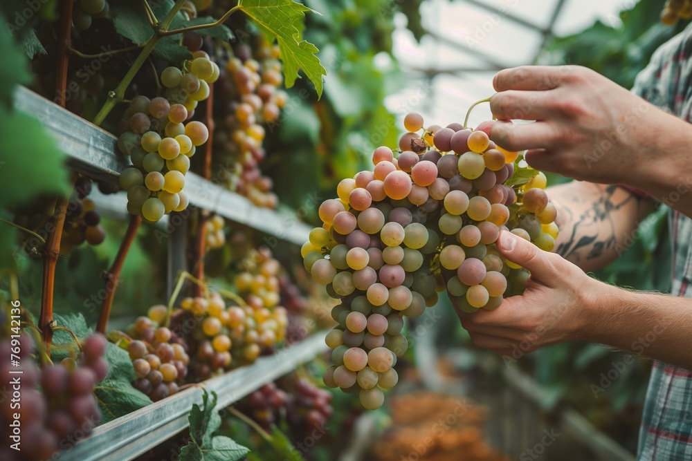 happy organic farmer harvesting grapes in a greenhouse farm, organic ...