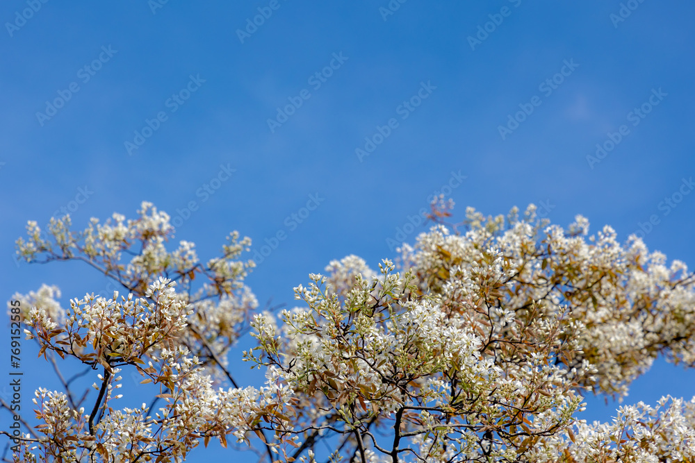 Selective focus shrub of wild white flowers in the wood, Amelanchier ...