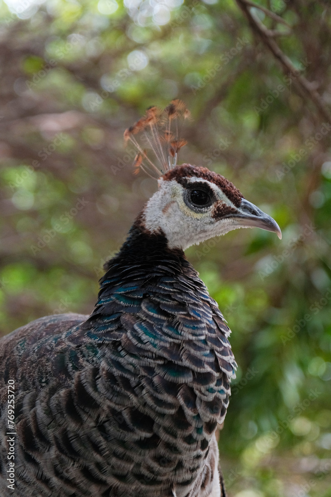 Peacock is a genus of large birds in the pheasant family. The most ...