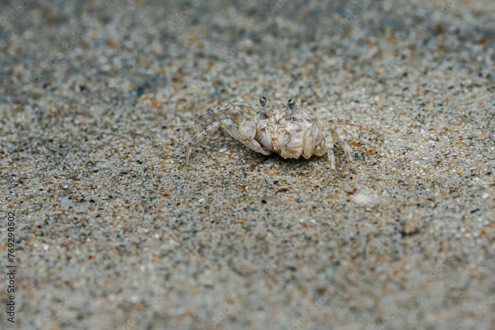 Sand Crab bubblers appear on the sand of the beach, Balls of sand made ...