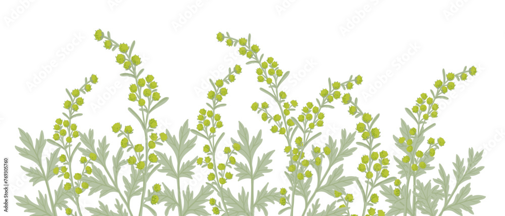 wormwood, field flower, vector drawing wild plants at white background ...