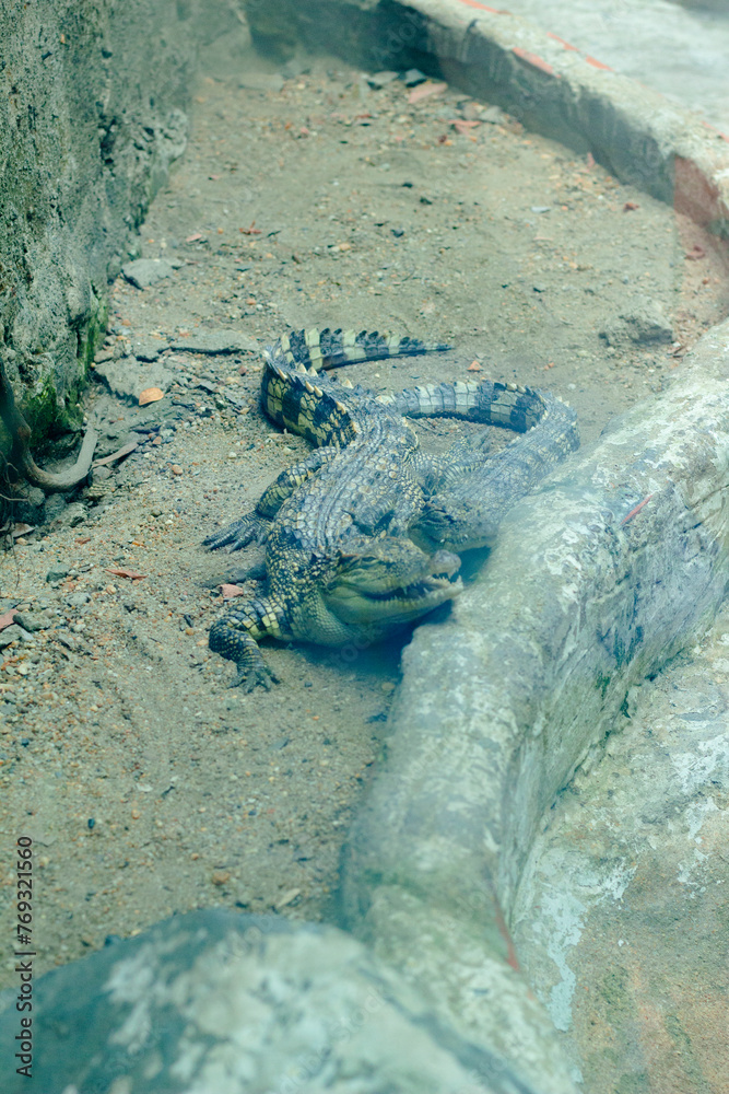 Crocodiles are large reptiles that prefer water environments ...