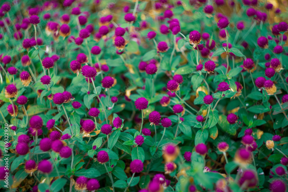 Gomphrena globosa likely play a significant role in the reproductive ...