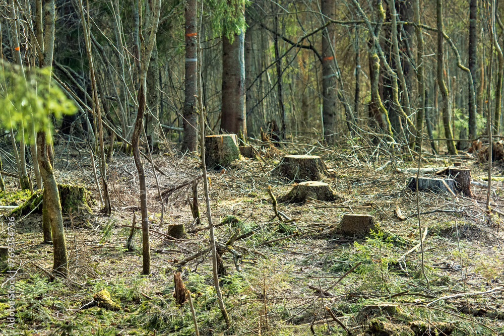 Stumps from the fir trees in the winter clearing, spring view. Boreal ...