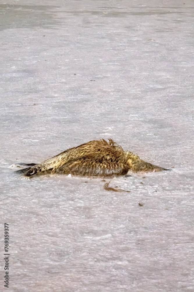 Trap Lake. Salted mummy. This seagull got into the salt of hypersaline ...