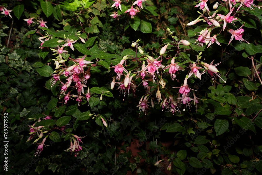 Pink fuchsias produce elegant, bell-shaped flowers with four sepals and ...