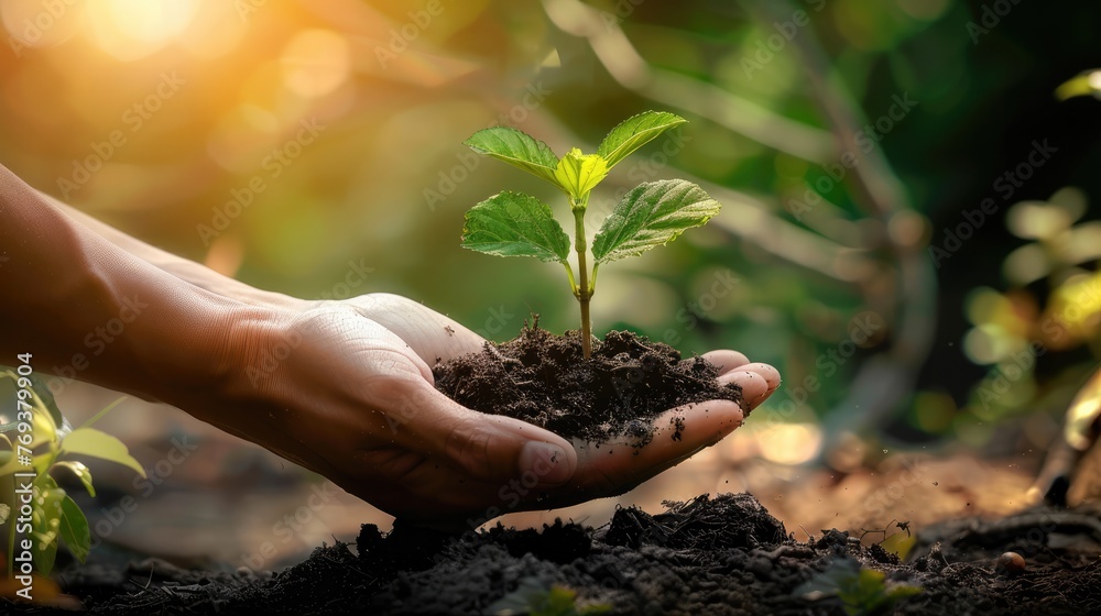sunshine background green growing tree big holdig hand environment ...