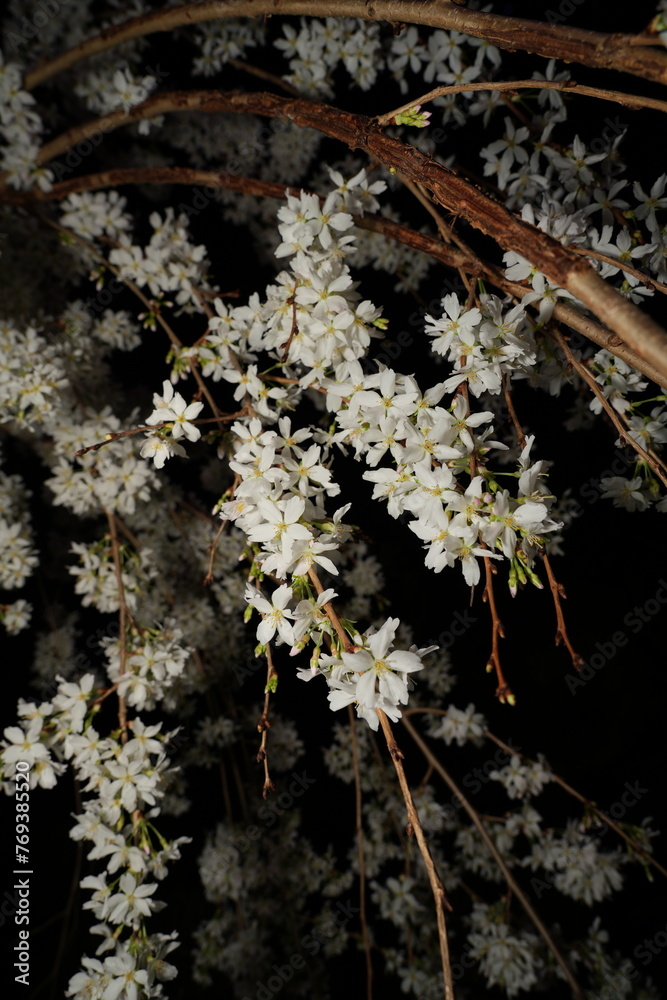 White forsythia, also known as Abeliophyllum distichum, is a deciduous ...