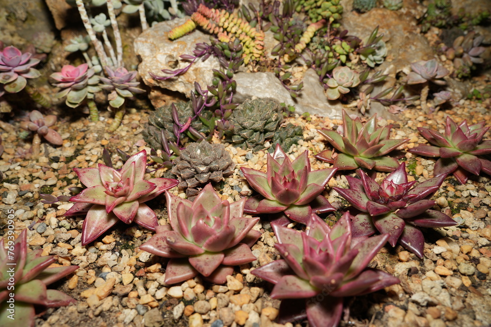 Echeveria agavoides is a species of succulent plant native to Mexico ...
