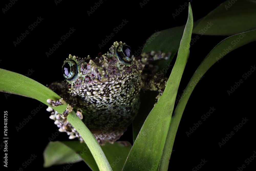Theloderma corticale (Vietnamese mossy frog) on leaves, Mossy tree frog ...