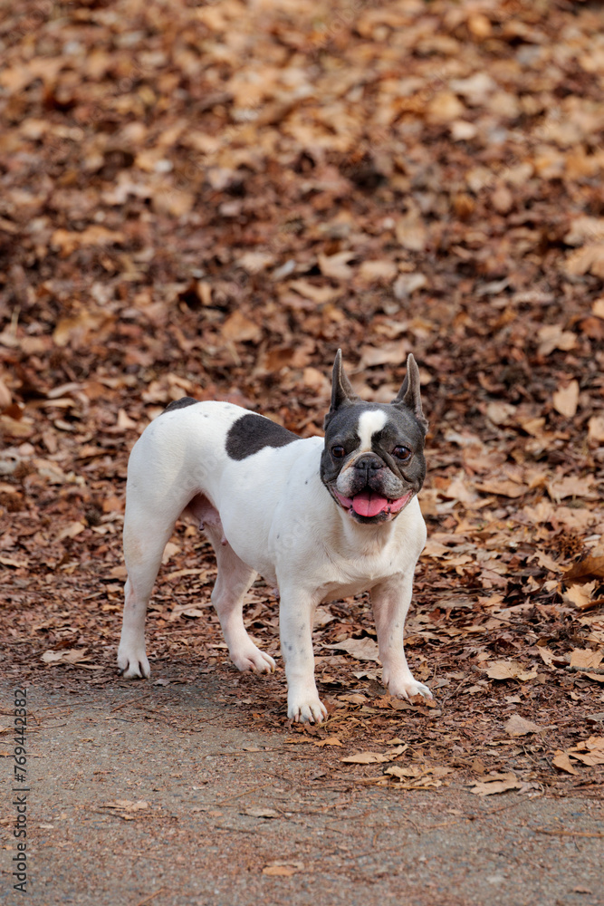 Turin, Italy. Female Pug dog without collar with white fur with black ...