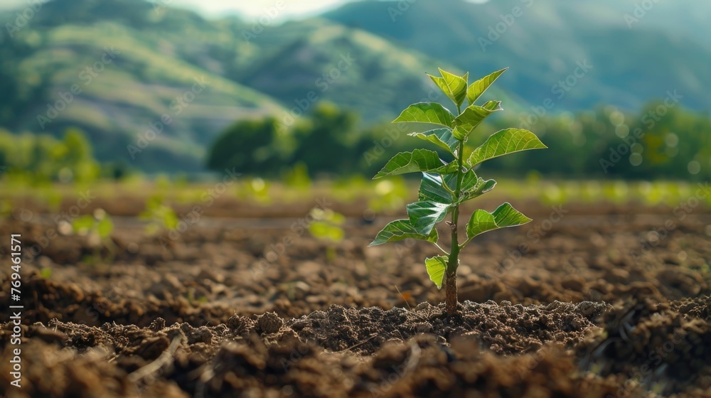 Young,freshly planted tree sapling stands tall in an open field,its tender green leaves reaching ...