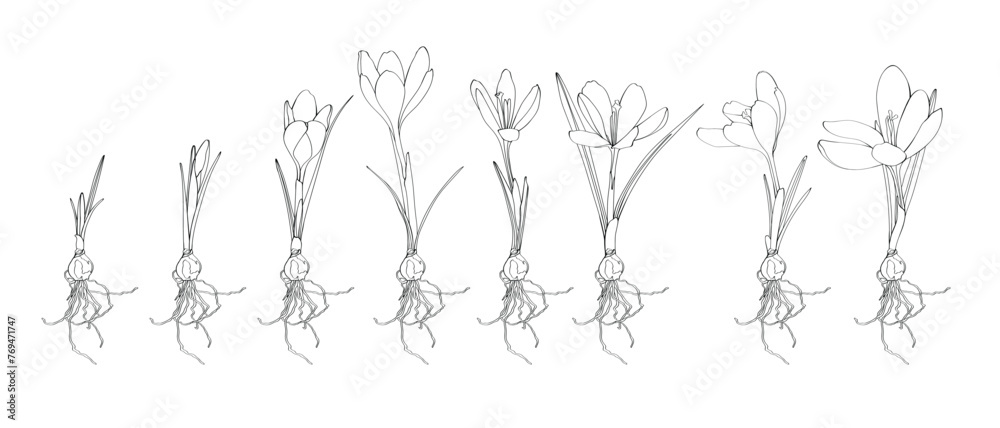 Saffron graphic flower, simple illustration big set. Crocus germination ...