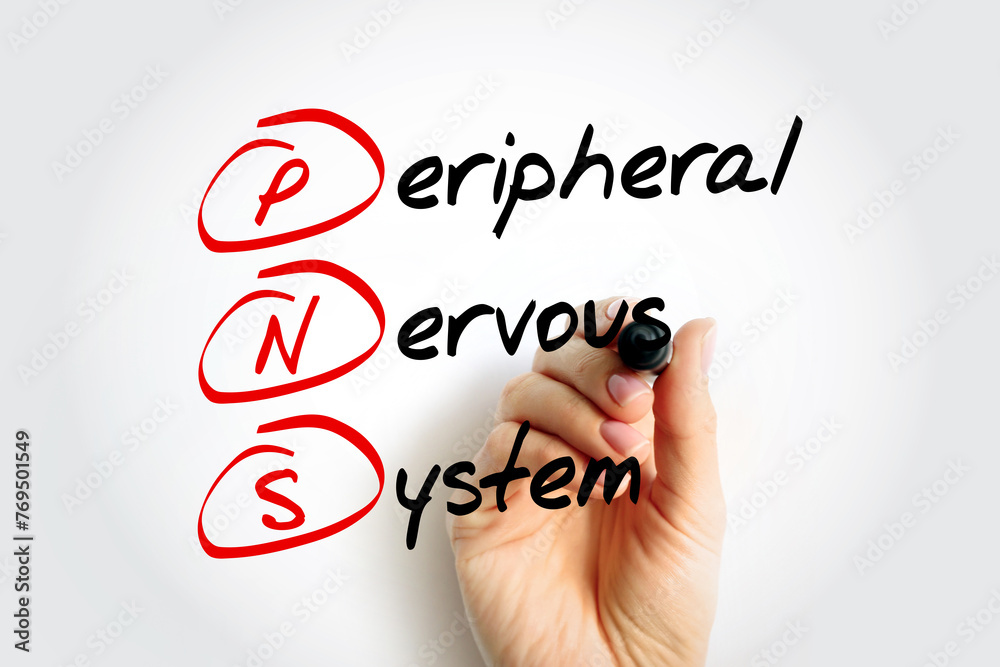 PNS Peripheral Nervous System - responsible for relaying information ...