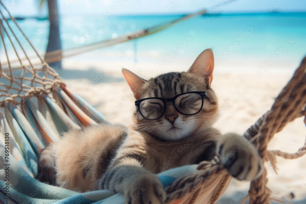 Cute cat in glasses lies relaxed in a hammock on the beach against the ...