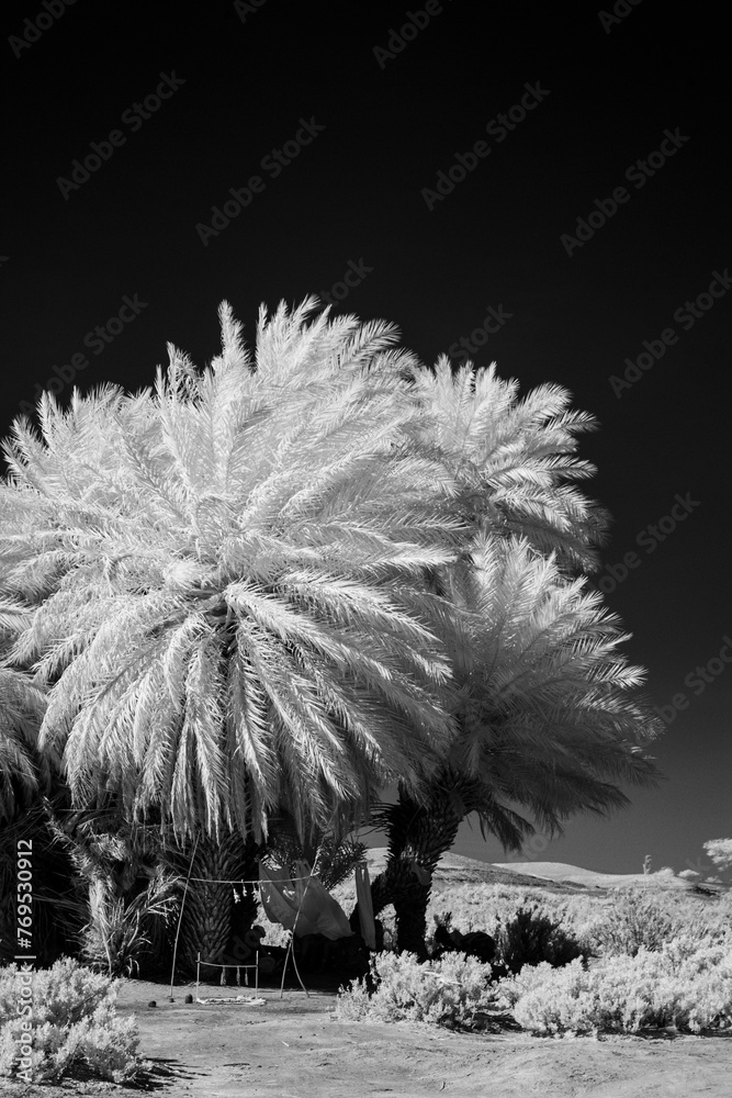 Infrared black and white photography of palm trees on Sahara desert ...