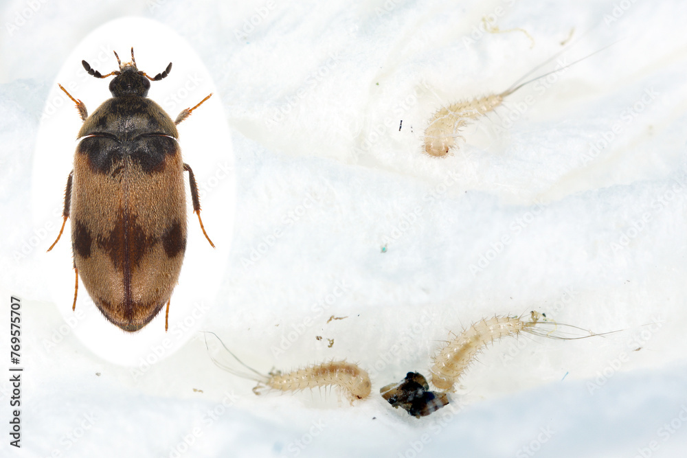 Attagenus bifasciatus, Carpet beetle. Beetles and larvae feed on food ...