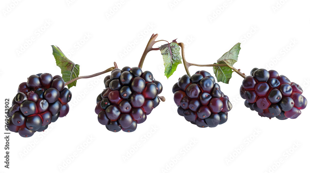 Marionberry on Transparent Background PNG Stock Photo | Adobe Stock