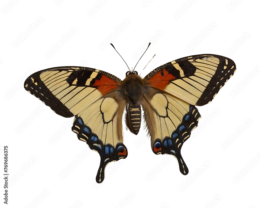 Start with reference images Gather reference images of real butterflies ...