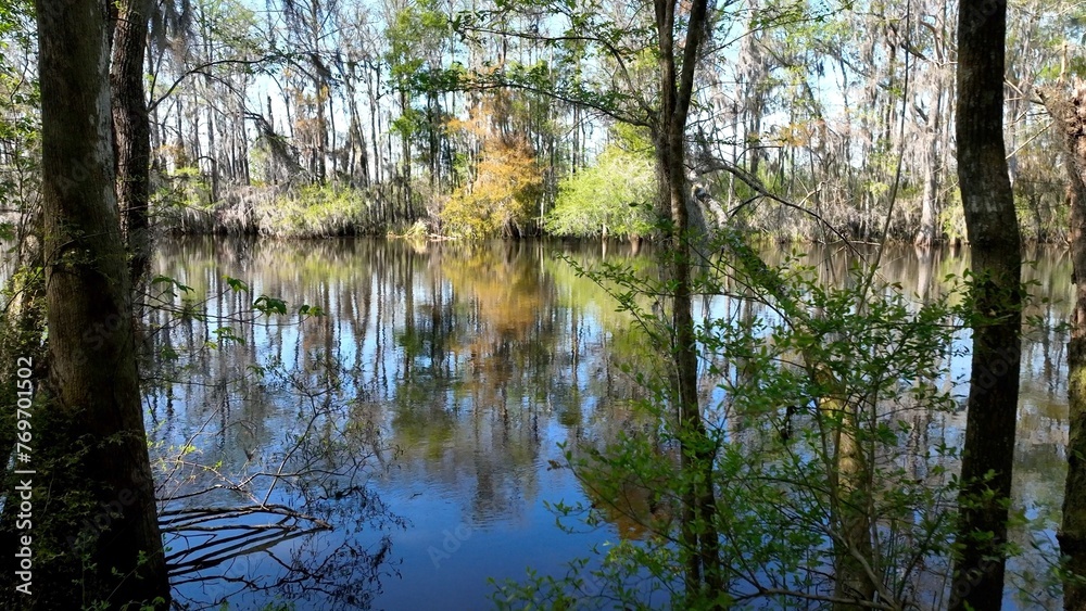 Natural low country swamp wetlands in low country South Carolina with ...