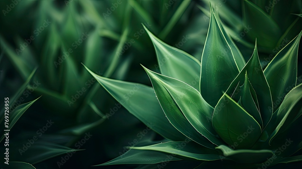 Cactus plant Agave attenuata soft details texture. Natural abstract ...
