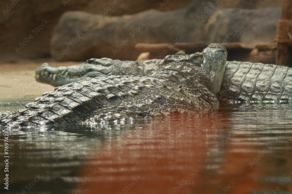 crocodiles swim in the water in their enclosure at the zoo Stock Photo ...